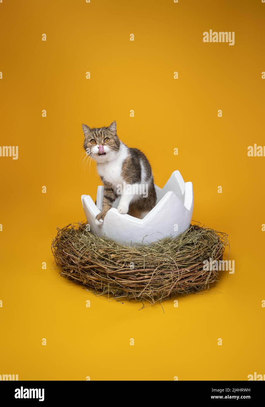 Large straw nest hi-res stock photography and images - Alamy