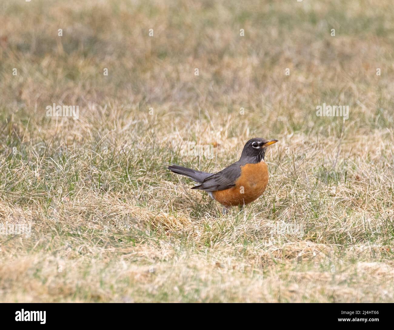 Robin in springtime hi-res stock photography and images - Alamy