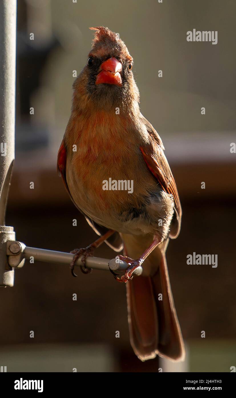 Northern Cardinal sits on the backyard fence Stock Photo - Alamy