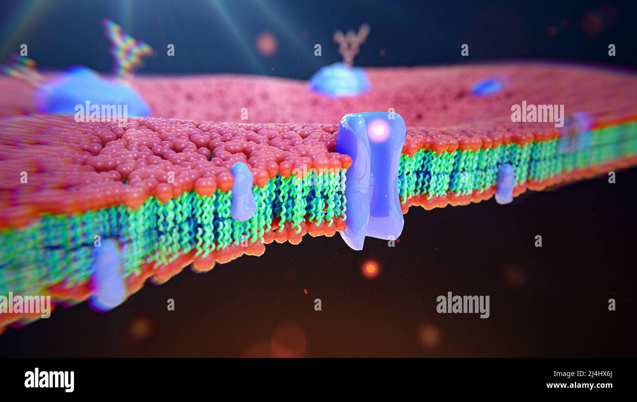 Active transport, illustration Stock Photo - Alamy