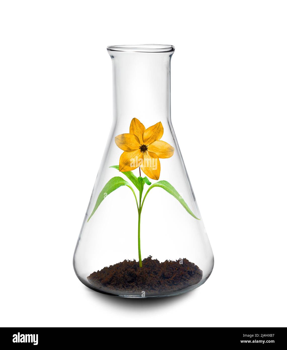 Botanical nature background Cut Out Stock Images & Pictures - Alamy