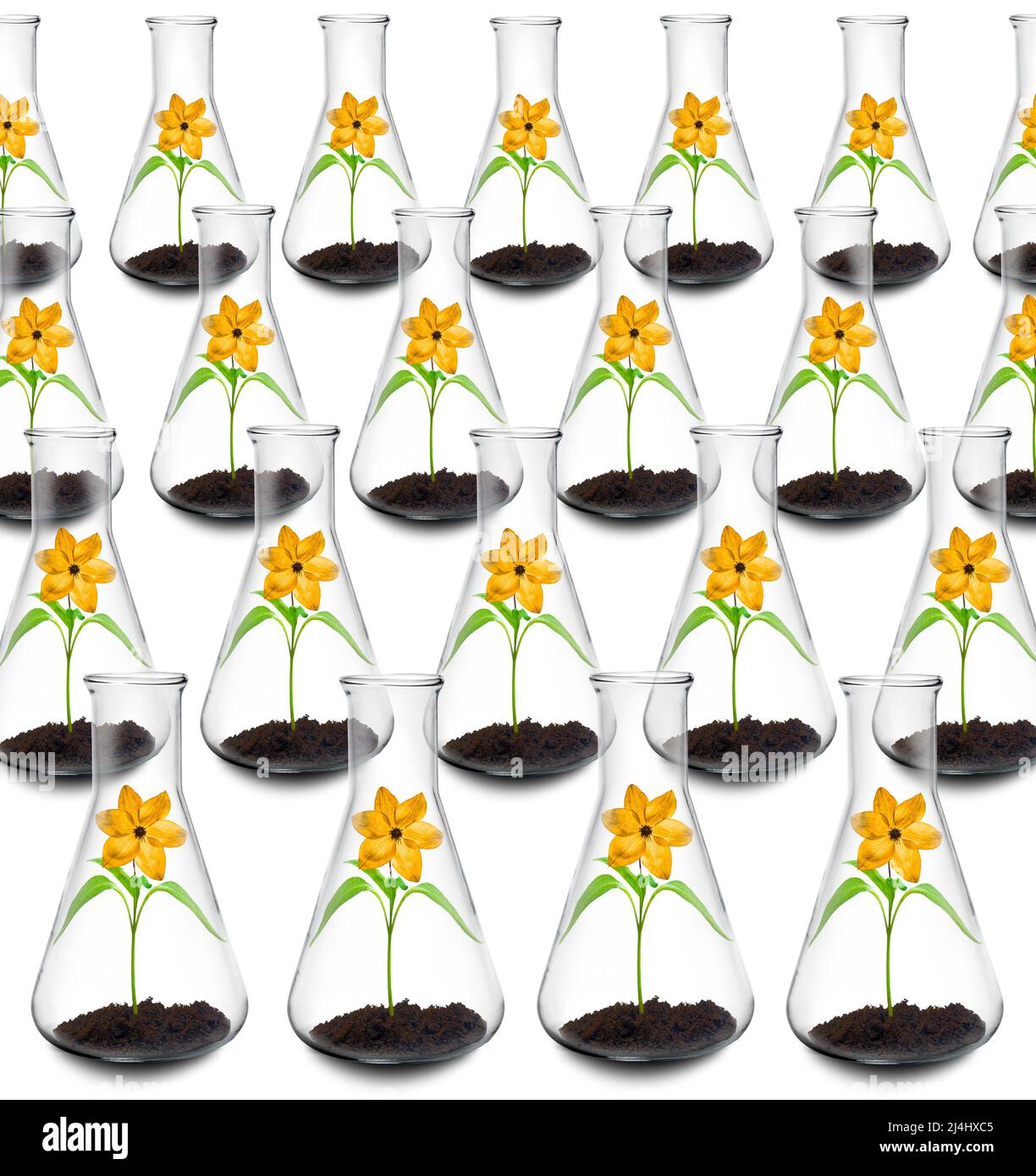 Botanical flowering Cut Out Stock Images & Pictures - Alamy