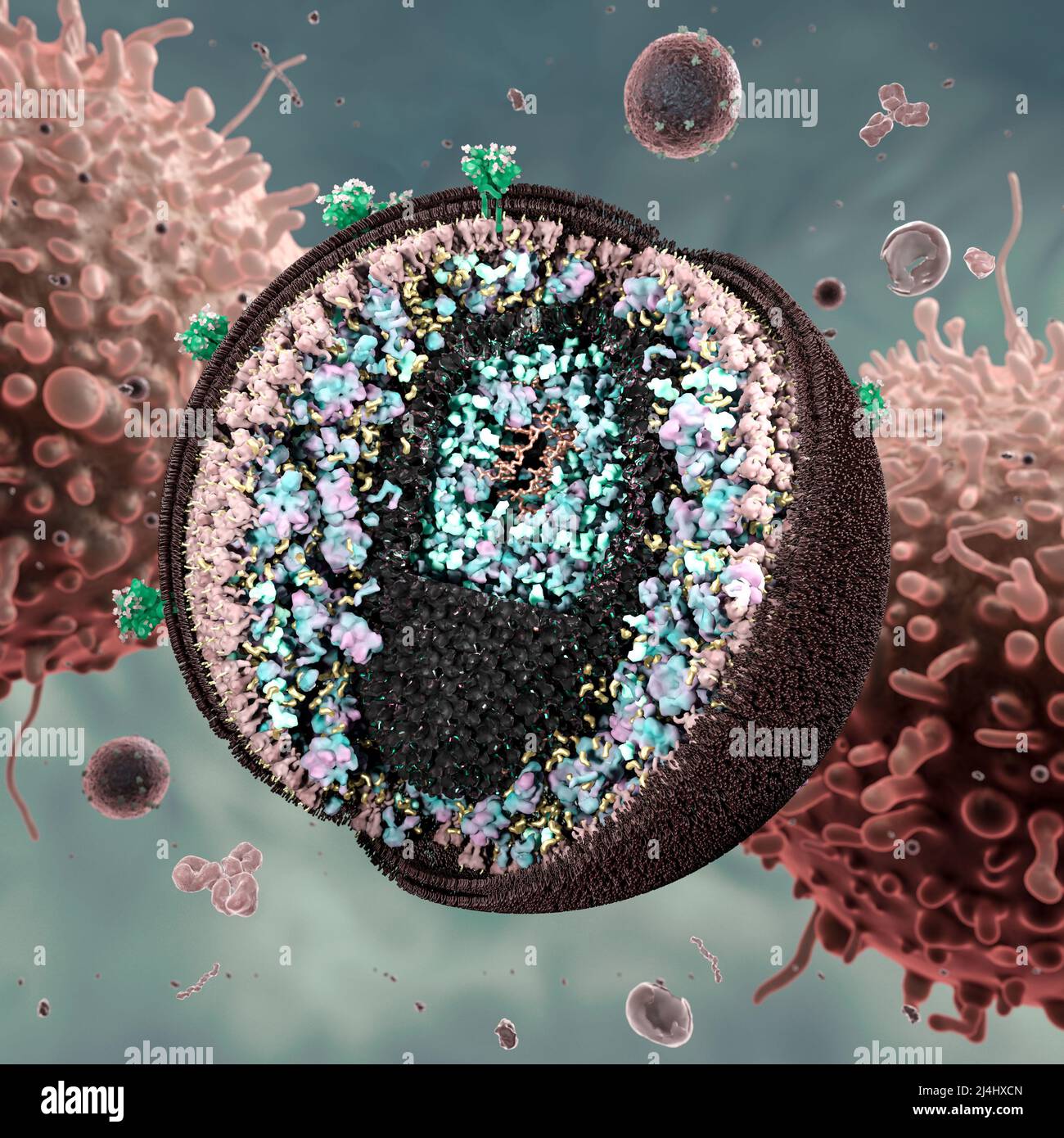 HIV structure, illustration Stock Photo - Alamy