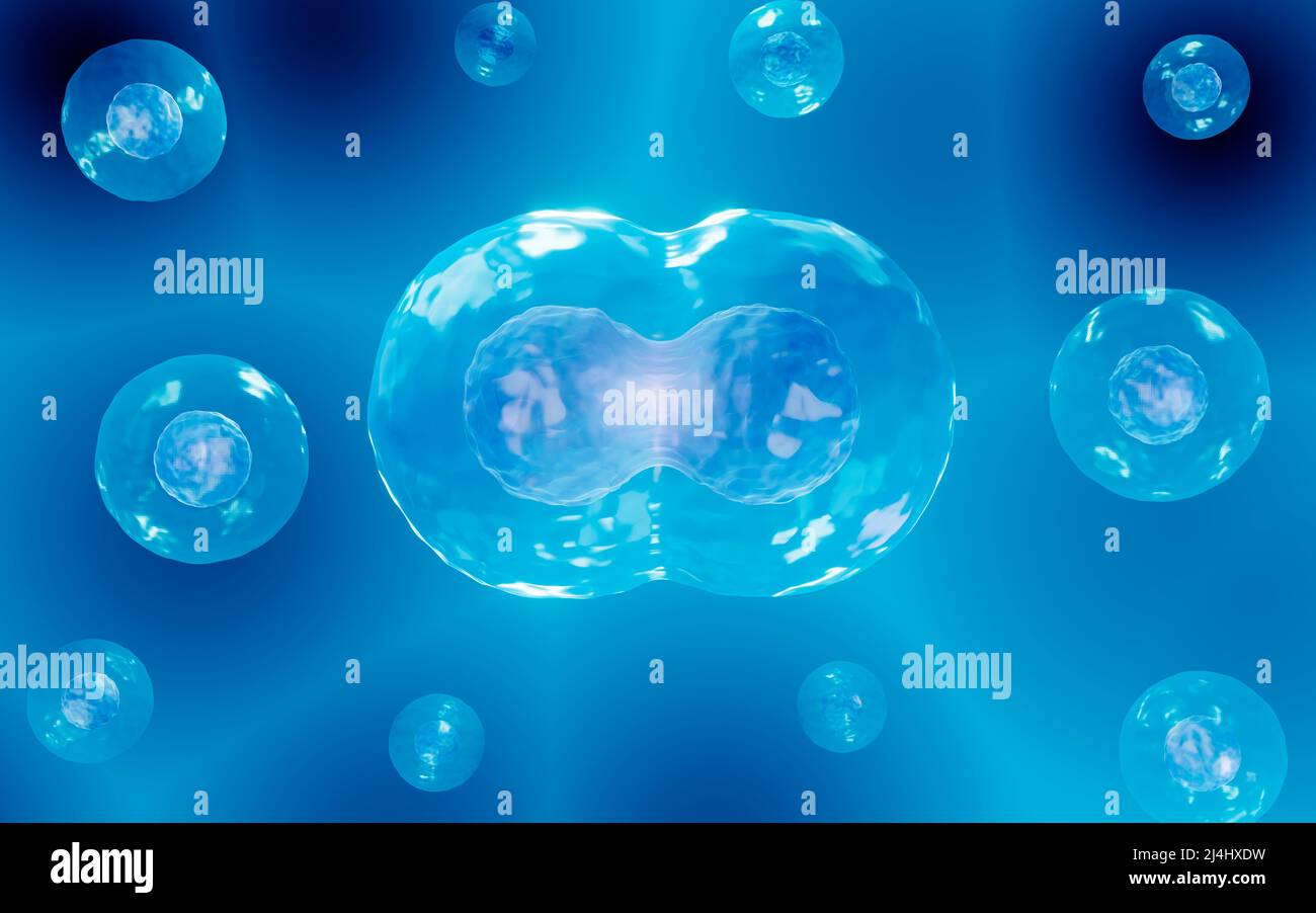Cell division, illustration Stock Photo - Alamy