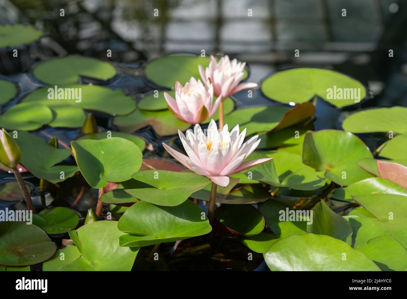 Blooming exotic water lily. Tropical aquatic plants floating in ...