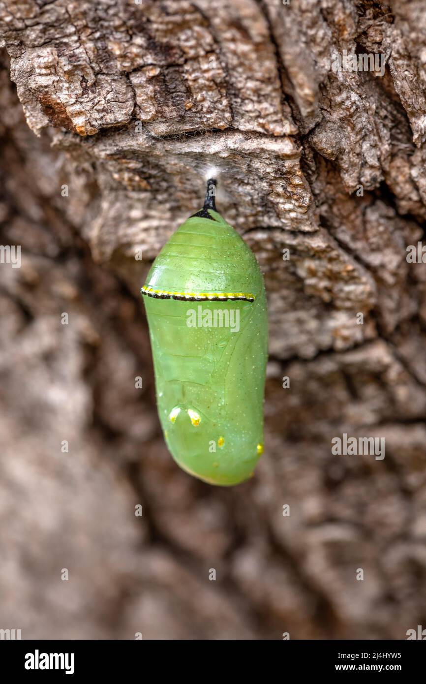 Monarch butterfly life cycle hi-res stock photography and images - Alamy