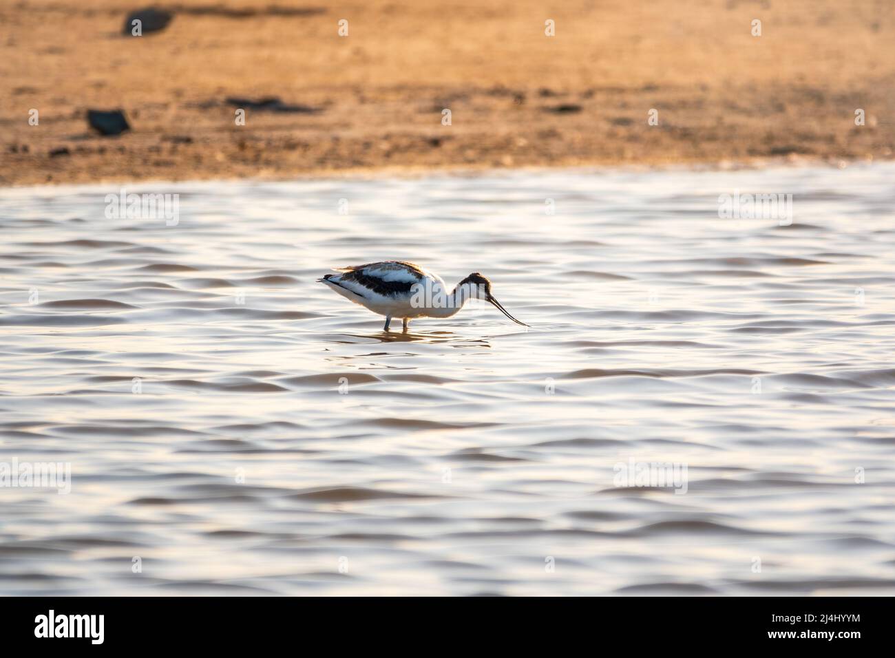 Water bird pied avocet, Recurvirostra avosetta, feeding in the lake ...