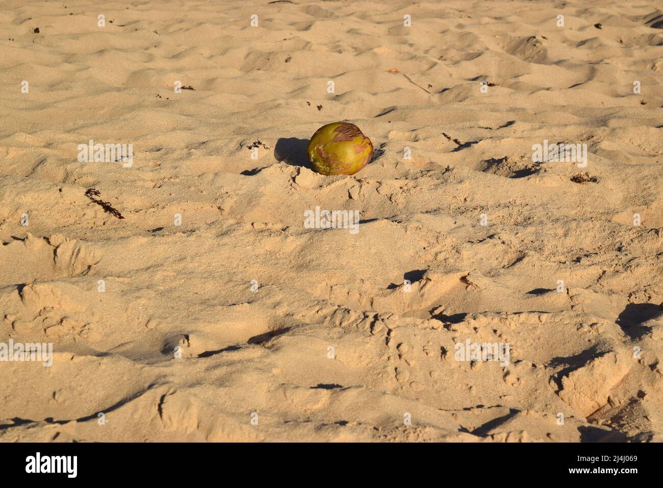 Fallen coconut tree hi-res stock photography and images - Alamy
