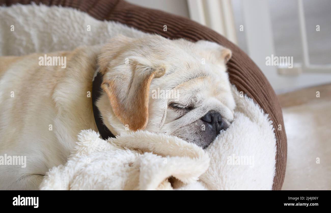 Thoughtful closeup of pug hi-res stock photography and images - Alamy