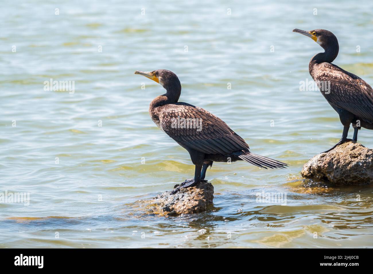 Two Great cormorants, Phalacrocorax carbo, standing on a stone on the ...