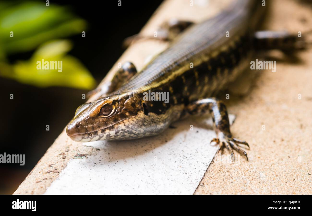 Common Garden Skink in Sydney Stock Photo - Alamy