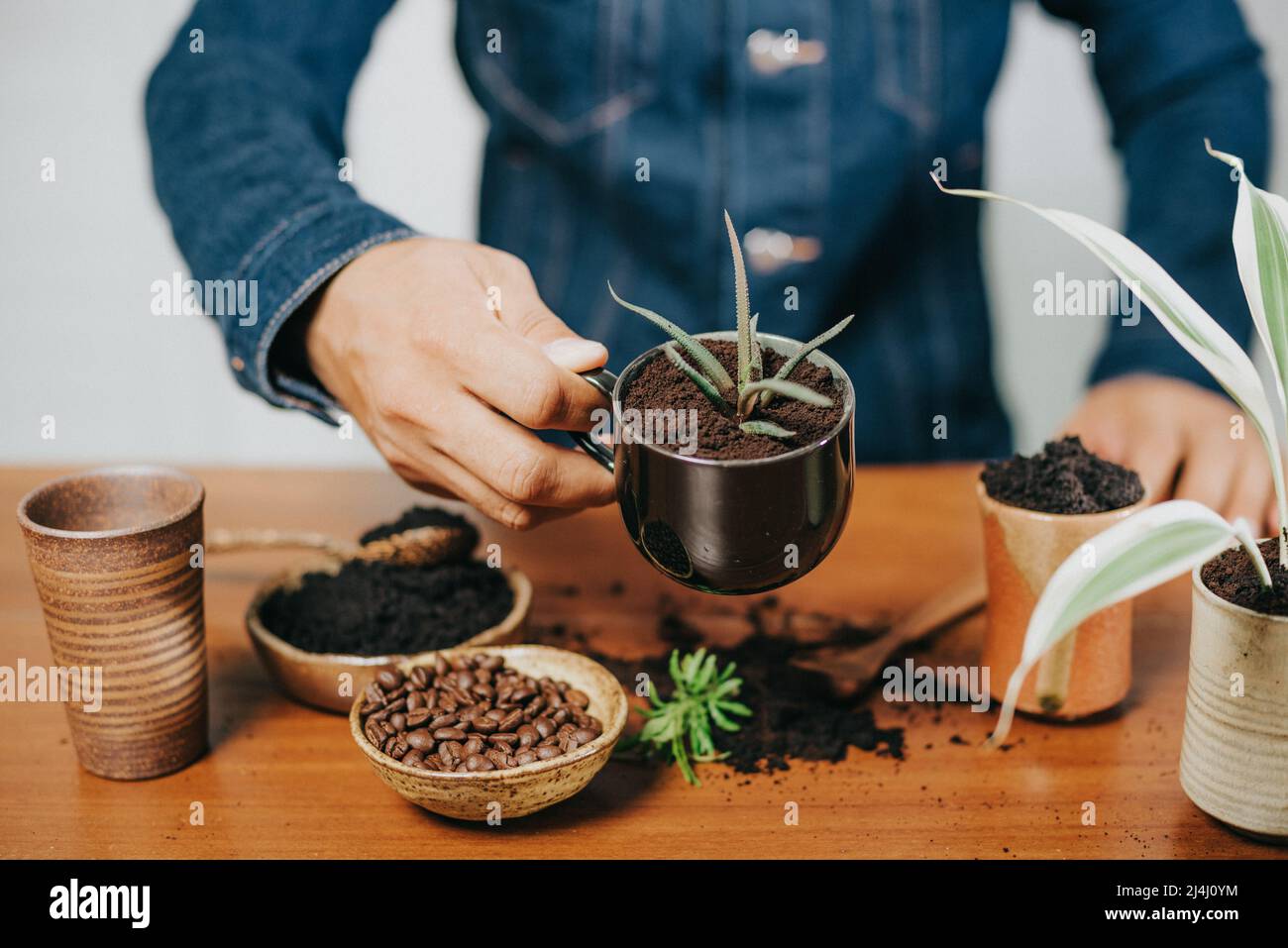 Recycle used coffee grounds, using used coffee grounds as fertilizer ...