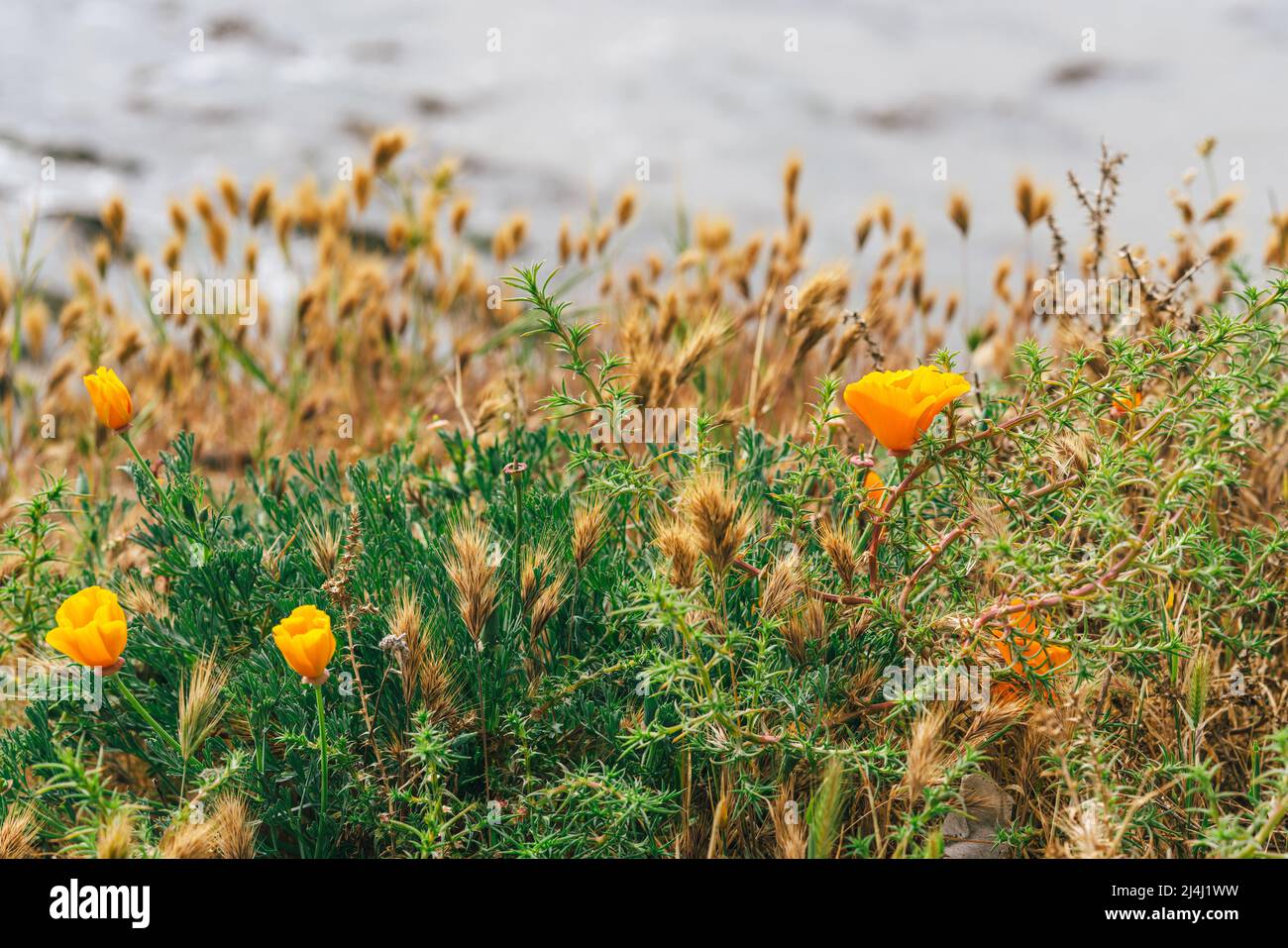 Wildflowers and Golden poppies, California state flowers, close up in ...