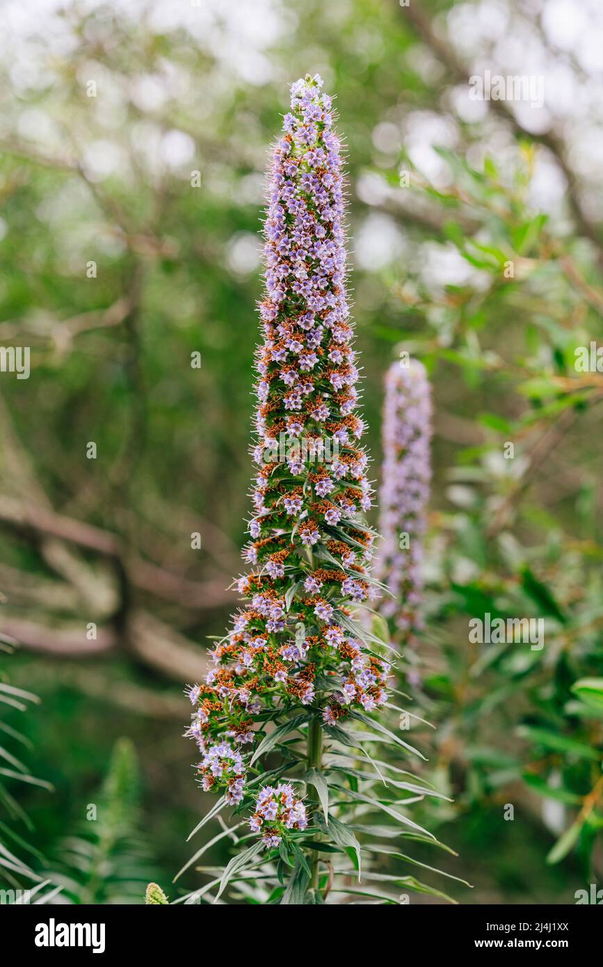The Pride of Madeira, Echium candicans, beautiful tropical evergreen ...
