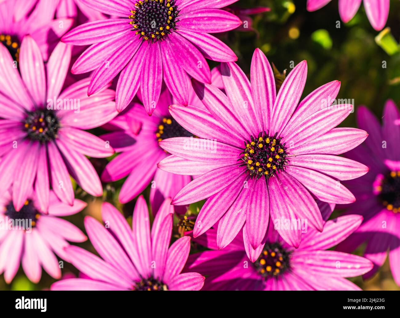 African Daisy Colour Mix, Osteospermum ecklonis, Asteraceae Stock Photo ...