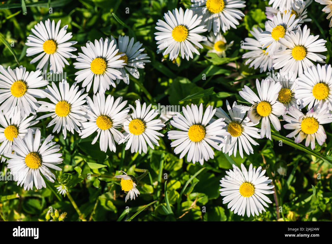 Wild Flowers - Common Daisy, Bellis perennis Stock Photo - Alamy
