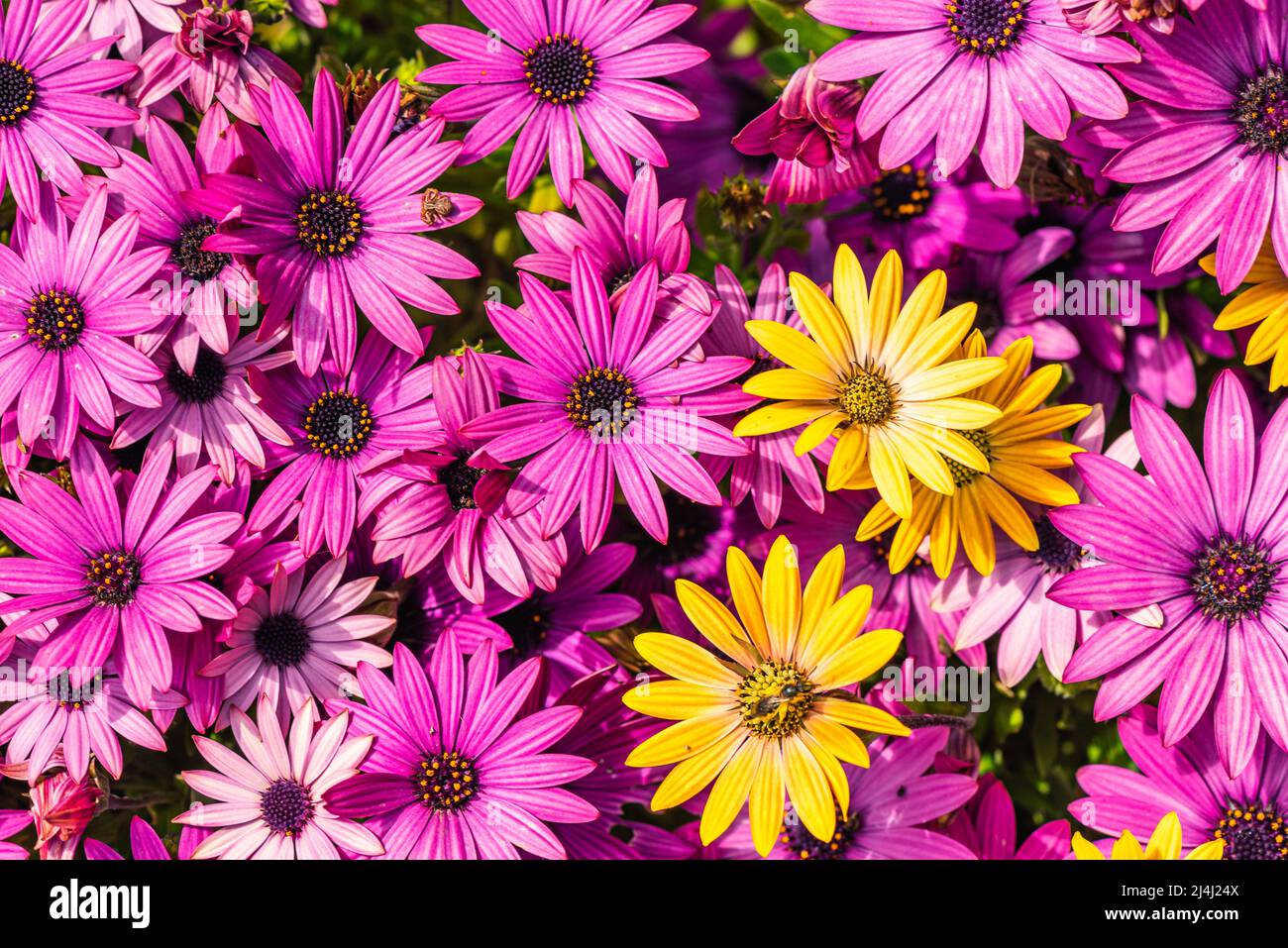 African Daisy Colour Mix, Osteospermum ecklonis, Asteraceae Stock Photo ...