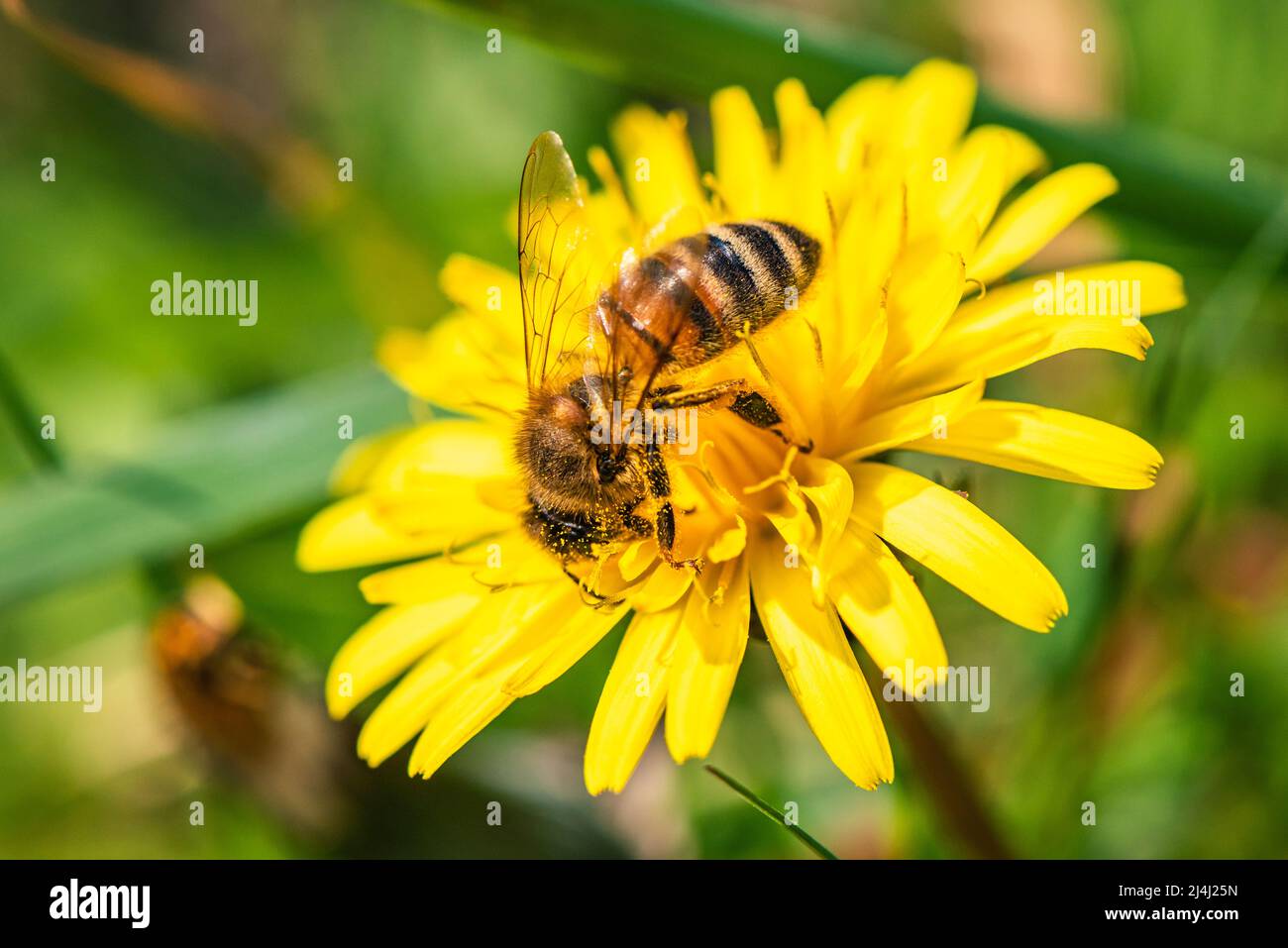 European Honey Bee or Western Honey Bee, Apis mellifera on flower ... European Honey Bee or Western Honey Bee, Apis mellifera on flower ...
