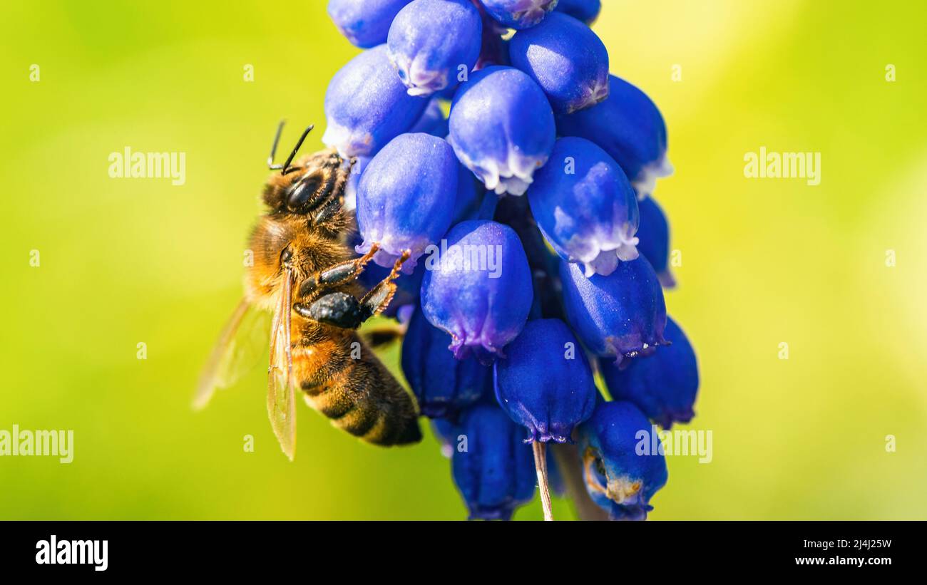 European Honey Bee or Western Honey Bee, Apis mellifera on flower ...