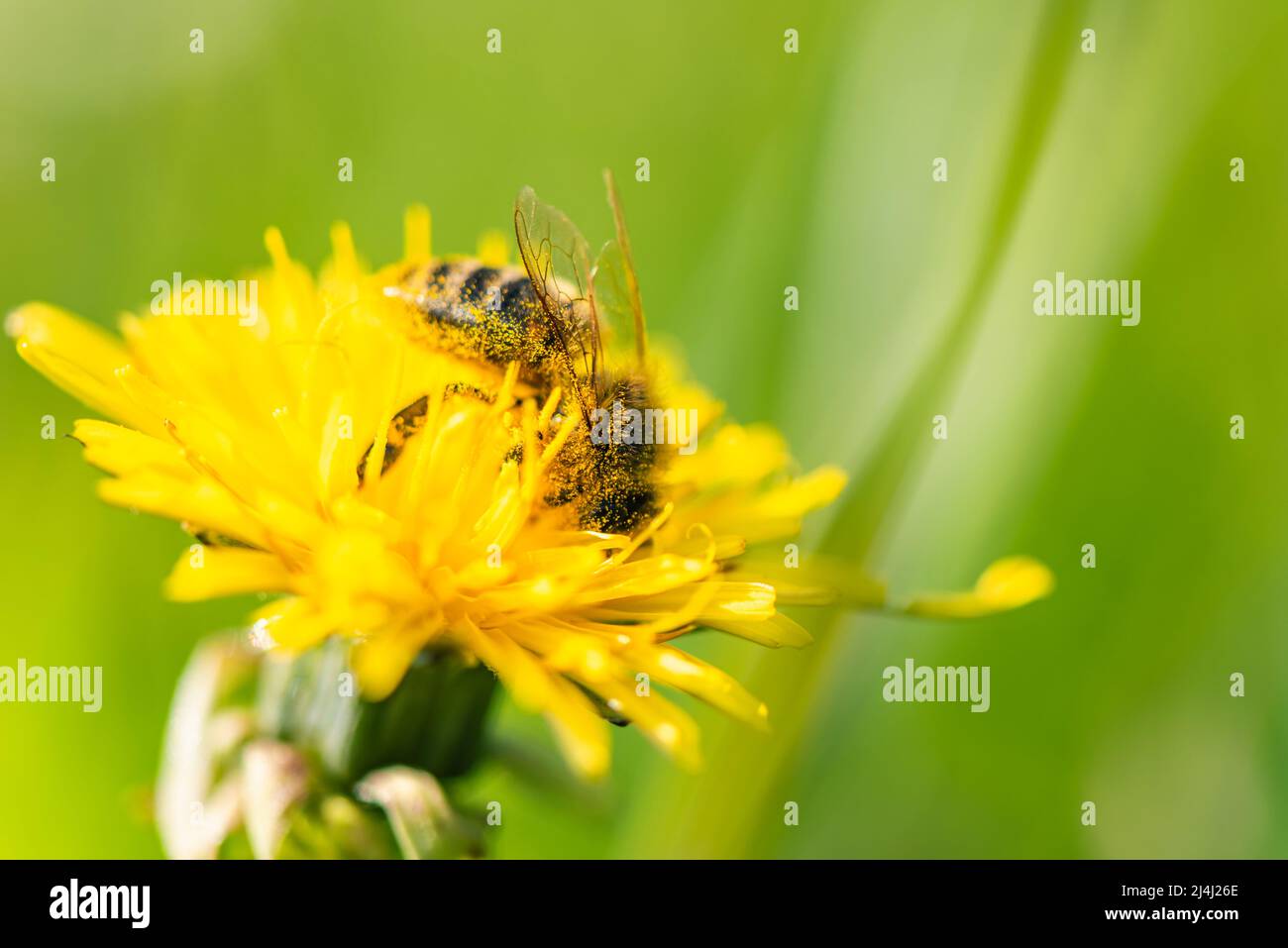 European Honey Bee or Western Honey Bee, Apis mellifera on flower ...