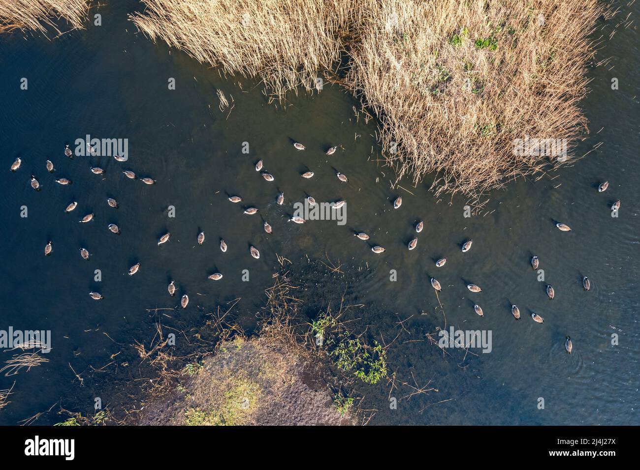 Top Down over Marshland and Canada Geese, Canada Goose, Branta ...