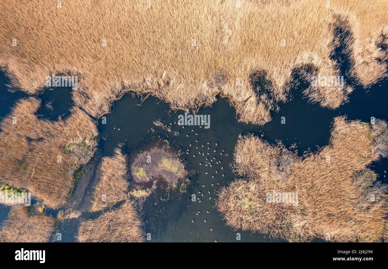 Top Down over Marshland and Canada Geese, Canada Goose, Branta ...