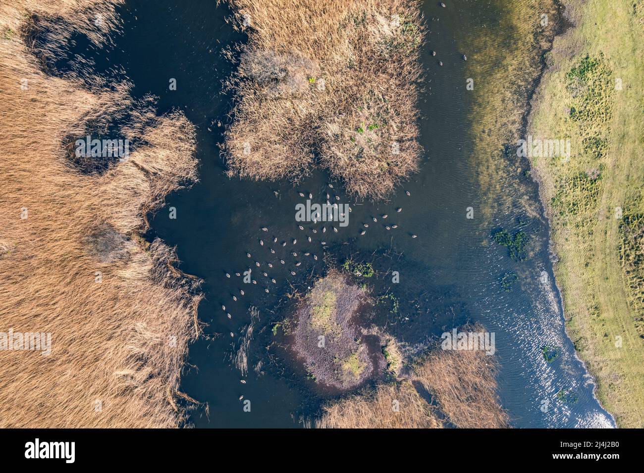 Top Down over Marshland and Canada Geese, Canada Goose, Branta ...