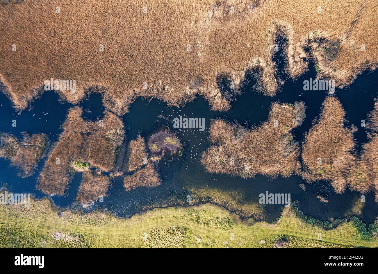 Top Down over Marshland and Canada Geese, Canada Goose, Branta ...