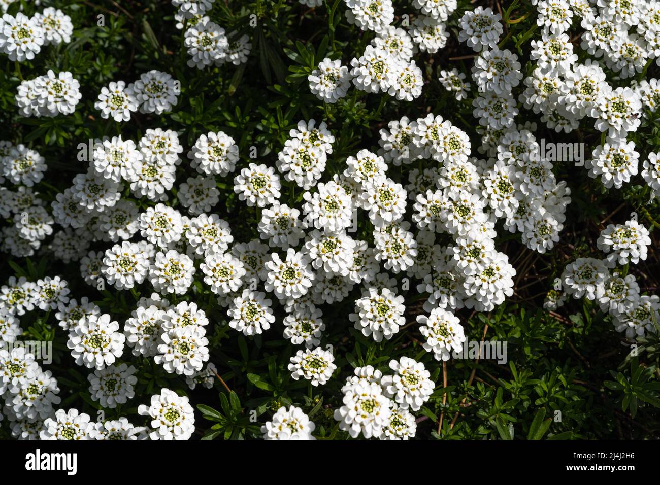 A planting of candy tuft, Iberis Sempervirens, in flower. Botanical ...