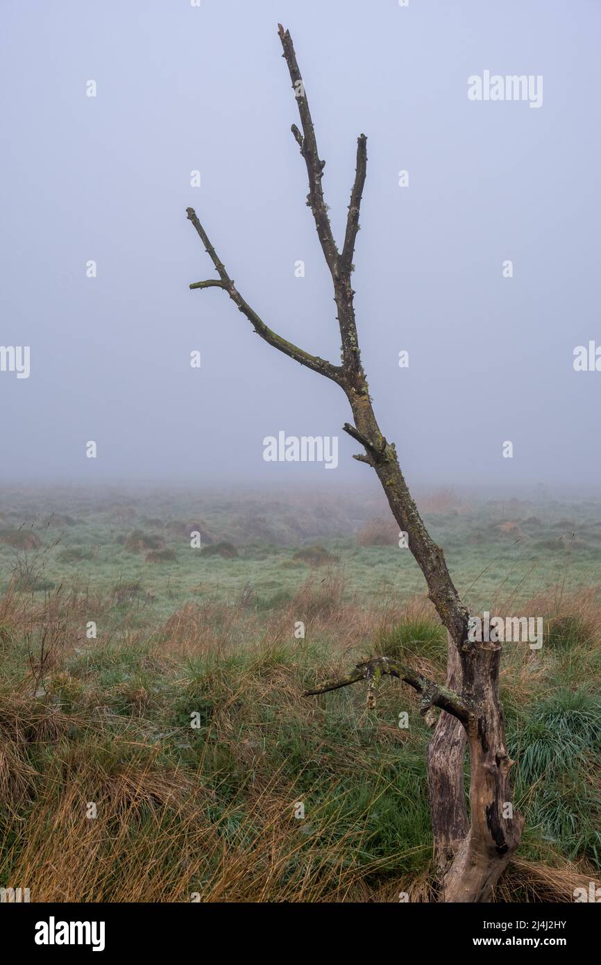 Tree format hi-res stock photography and images - Alamy