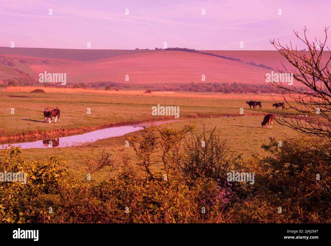 Cattle scene hi-res stock photography and images - Alamy