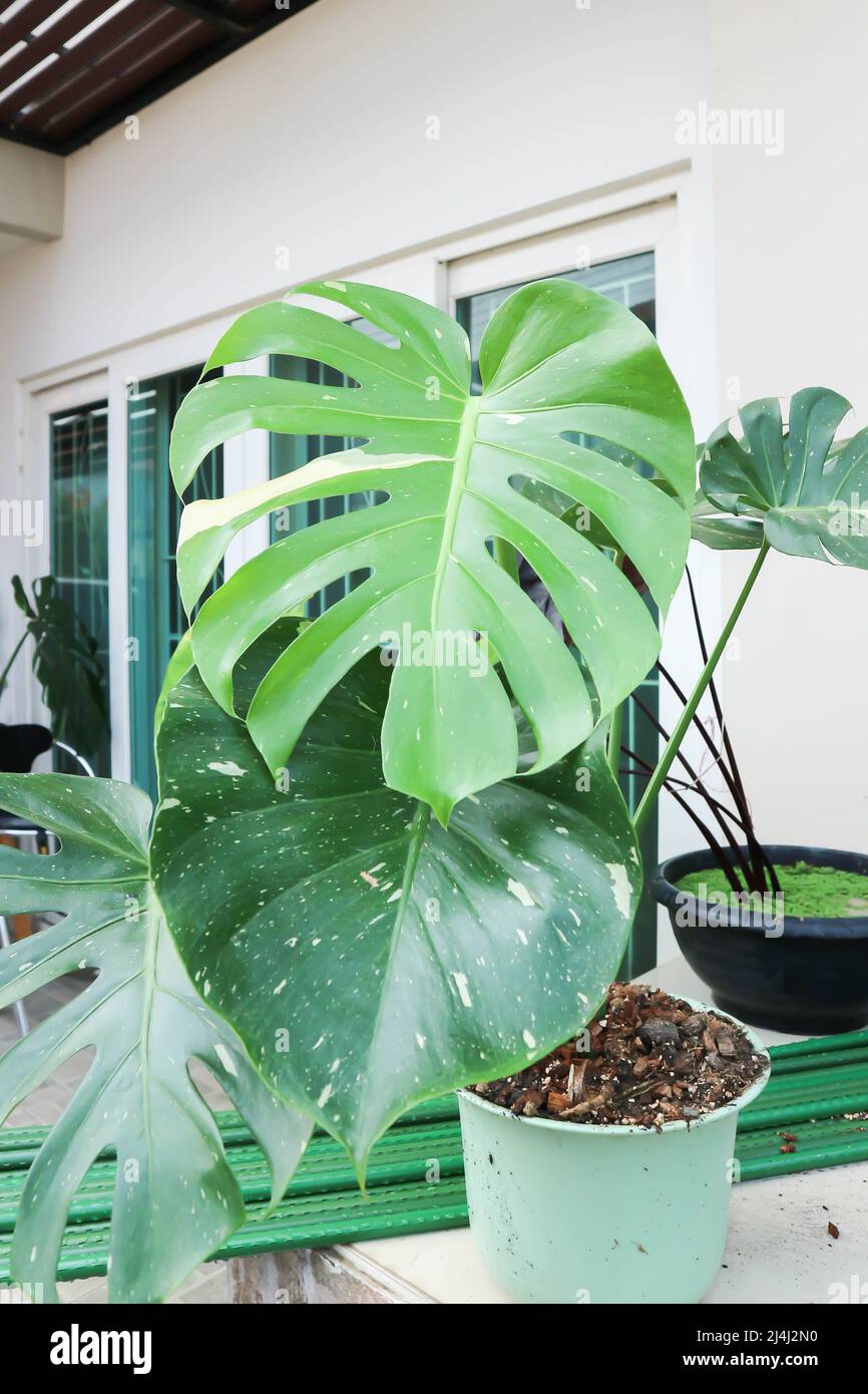 monstera thai constellation or Monstera, Hurricane plant or Swiss ...