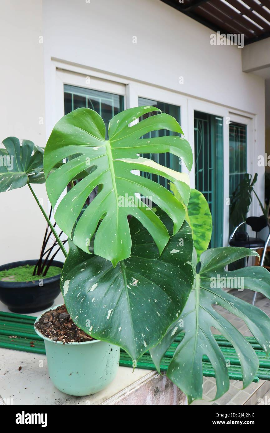 monstera thai constellation or Monstera, Hurricane plant or Swiss ...