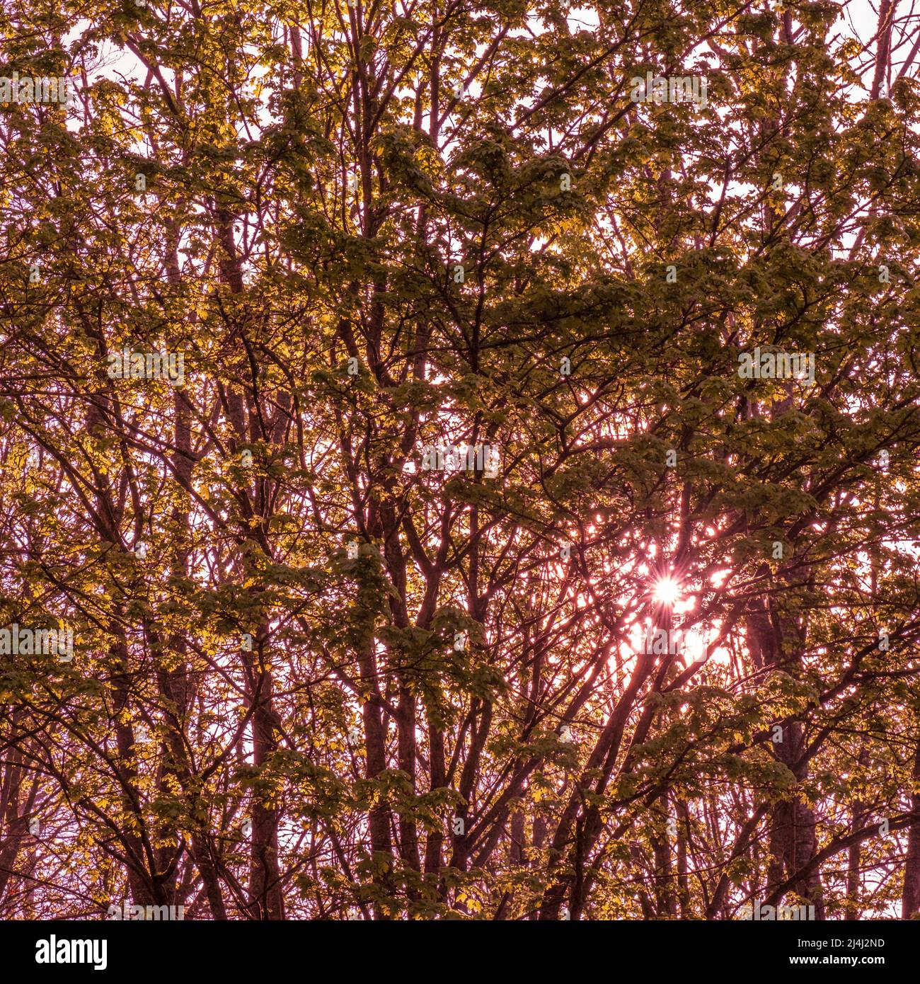 Sunburst though tree leaves on a spring morning Stock Photo - Alamy