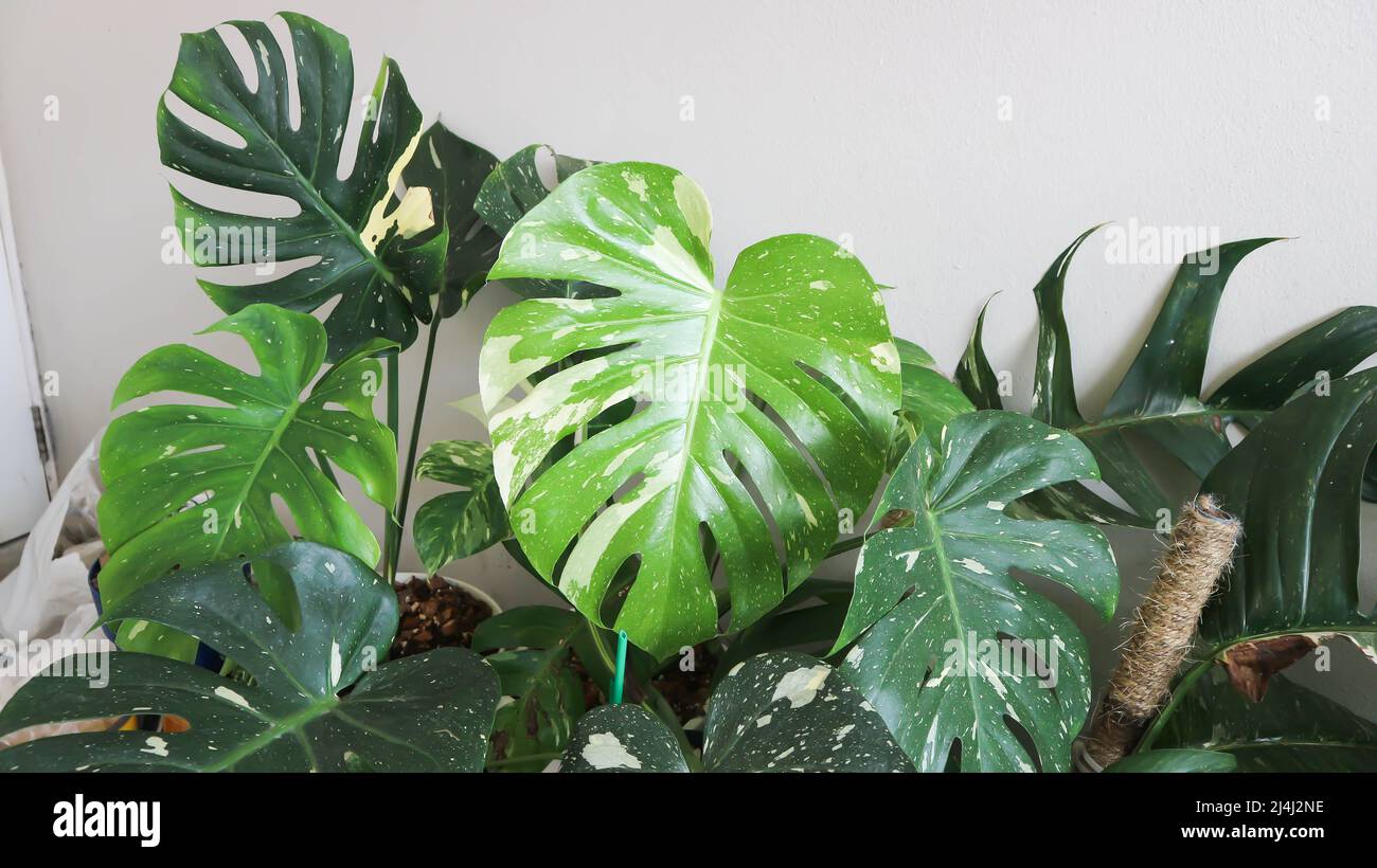 monstera thai constellation or Monstera, Hurricane plant or Swiss ...