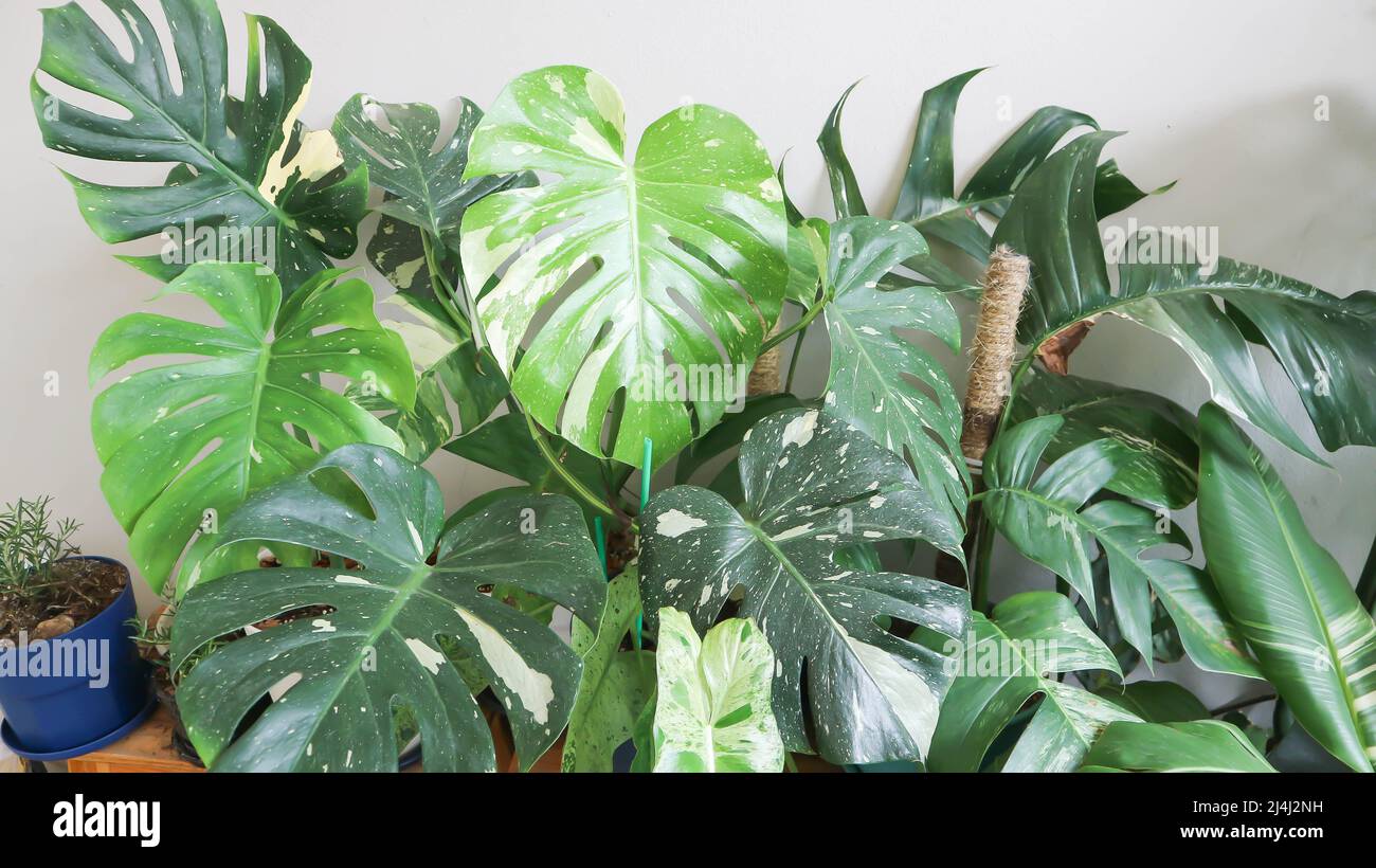 monstera thai constellation or Monstera, Hurricane plant or Swiss ...