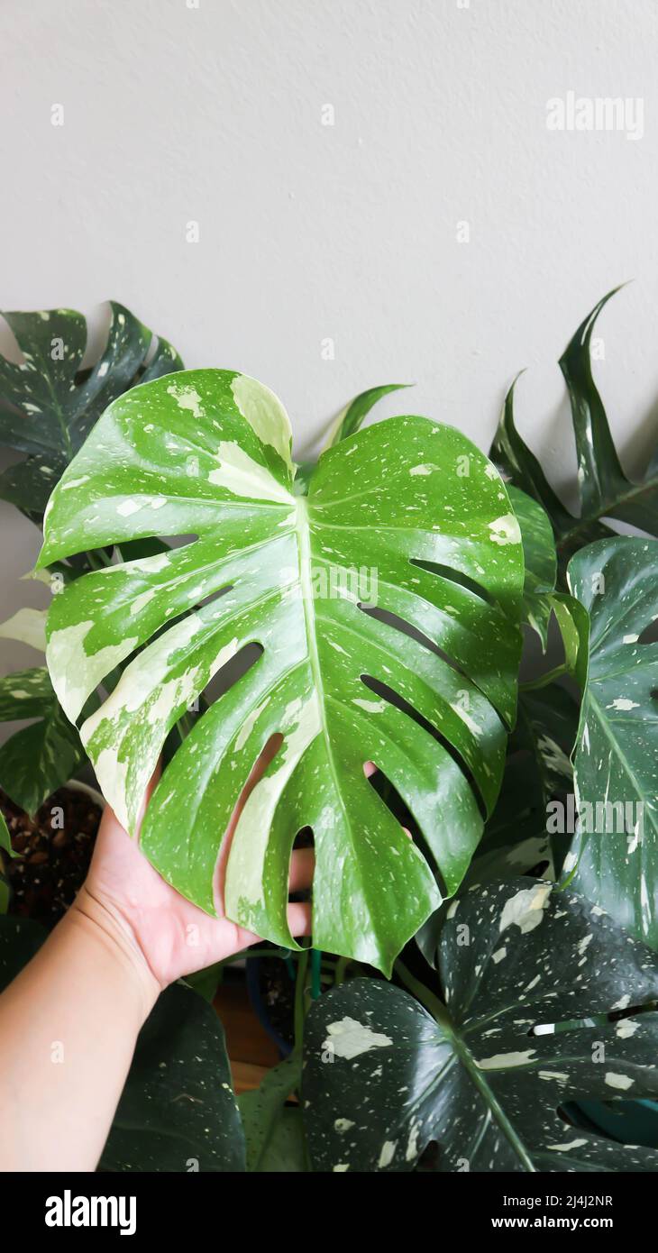 monstera thai constellation or Monstera, Hurricane plant or Swiss ...