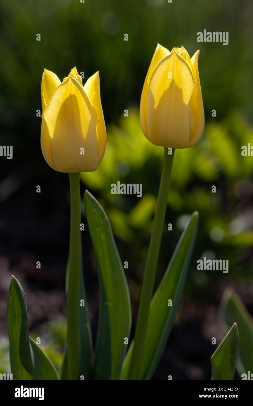 Tulip world friendship hi-res stock photography and images - Alamy