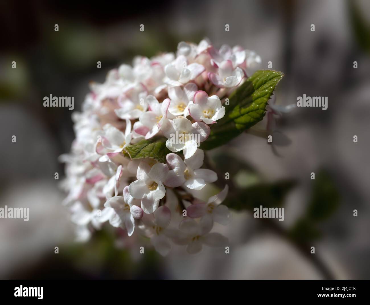 Mohawk arrowwood hi-res stock photography and images - Alamy