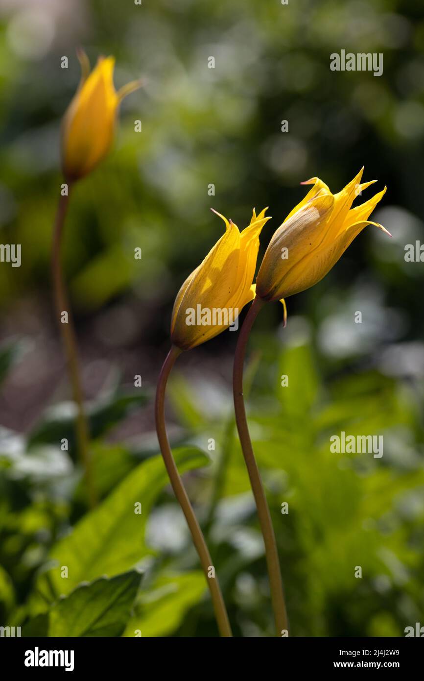 Species tulips hi-res stock photography and images - Alamy