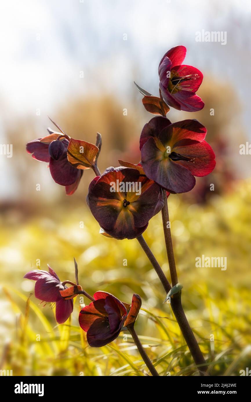 Closeup of flowers of Helleborus 'Anna's Red' in a garden in Spring ...