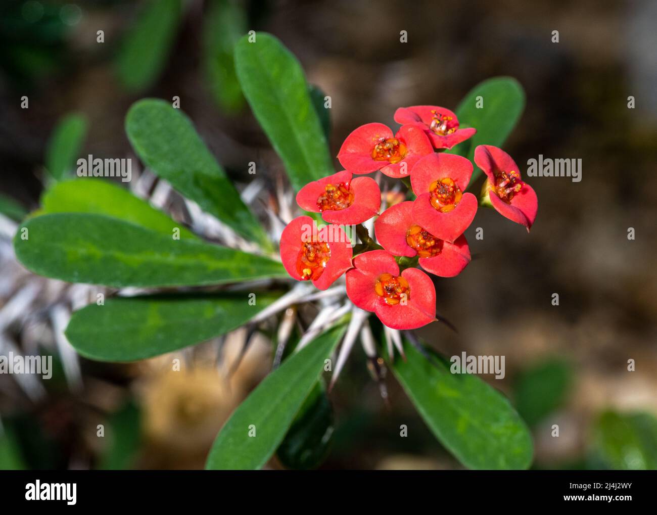 Crown of Thorns or Christ Plant (Euphorbia milii), native to Madagascar ...