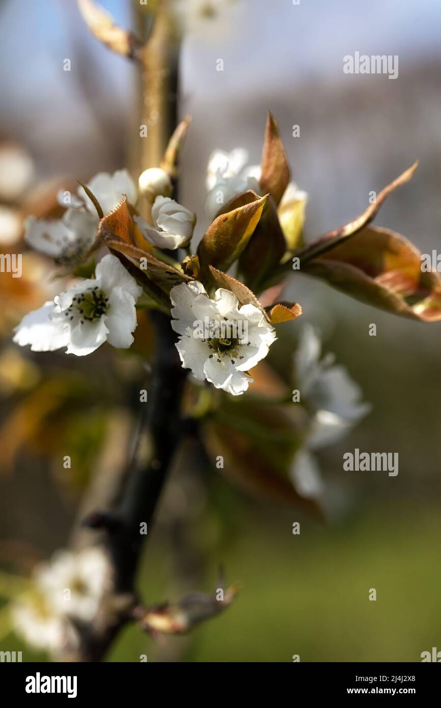 Pyrus pyrifolia kosui hi-res stock photography and images - Alamy