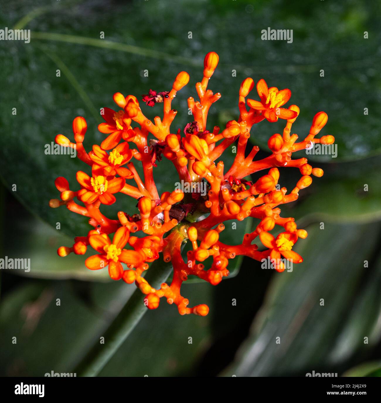 Buddha belly plant or gout plant (Jatropha podagrica), Euphorbiaceae ...