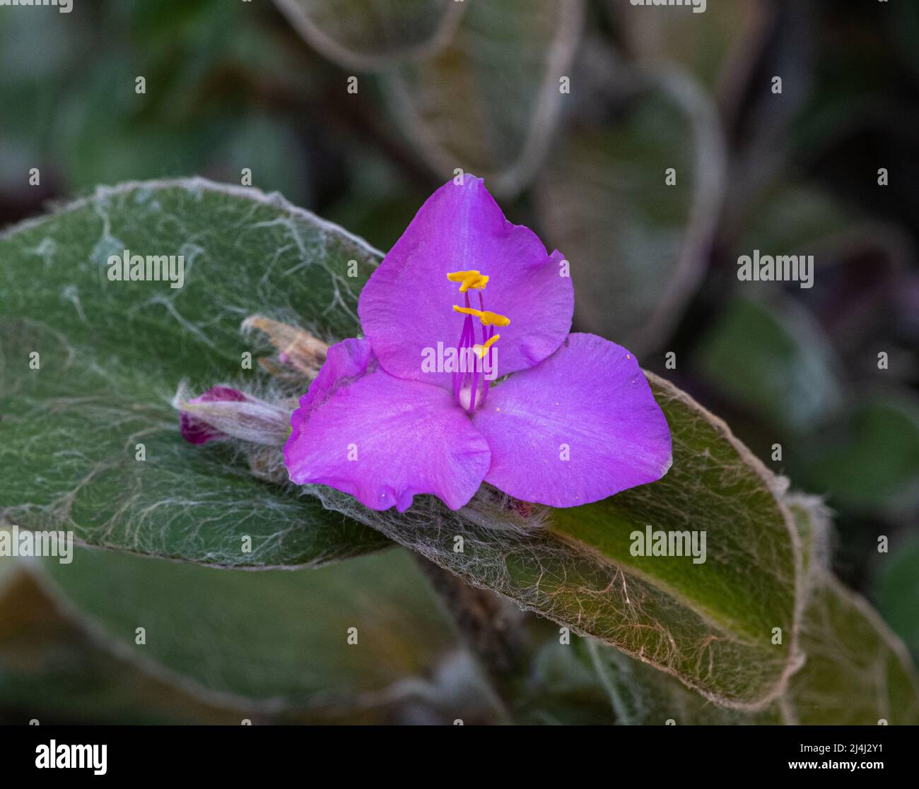 Conservatory tender plants hi-res stock photography and images - Alamy