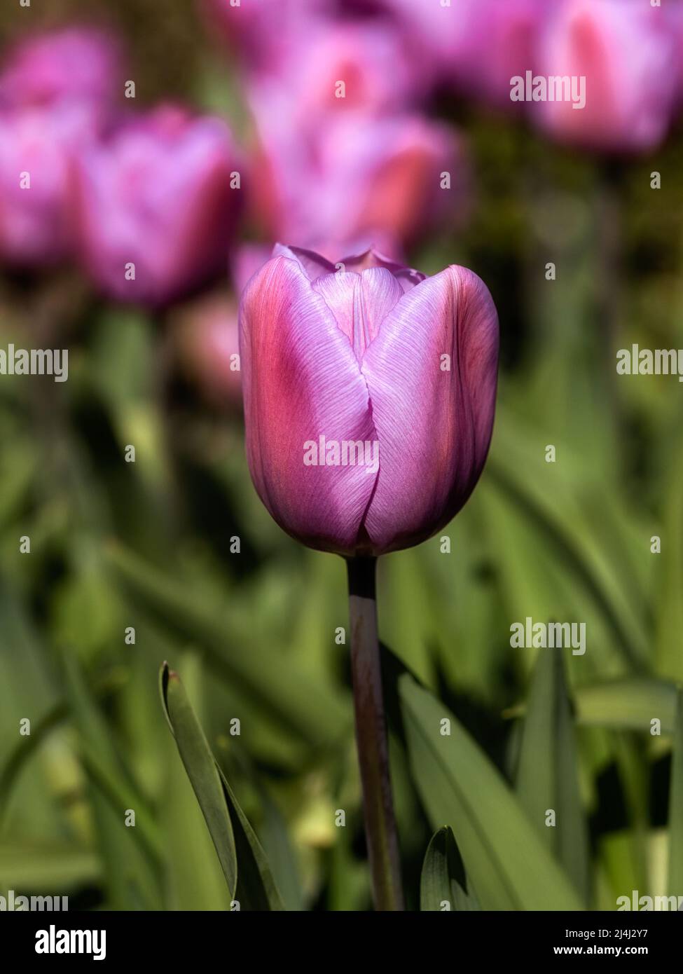 Closeup of flower of Tulipa 'Alibi' in a garden in Spring Stock Photo ...