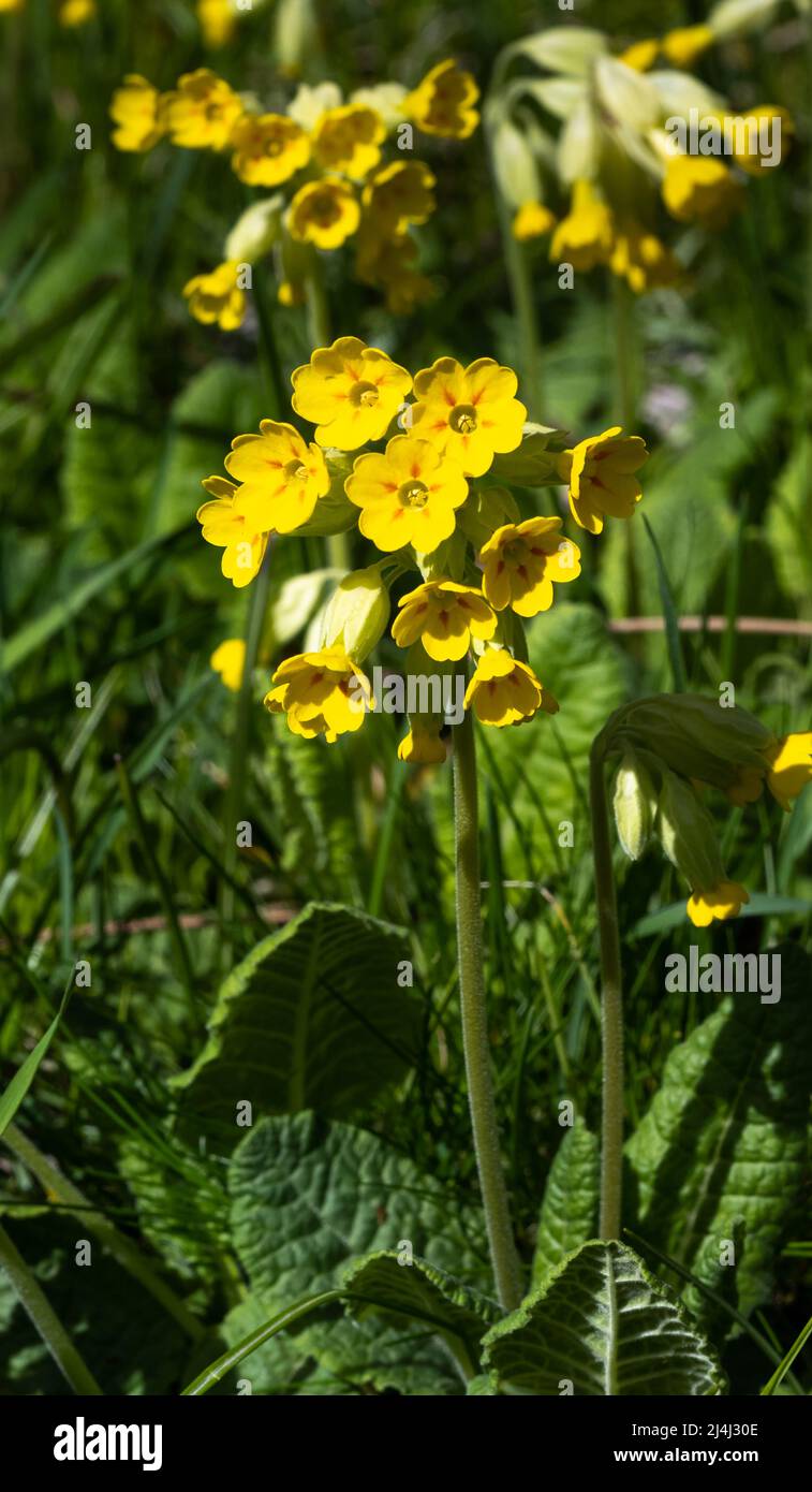 Cowslip, Primula veris, Primula officinalis, Primulaceae Stock Photo ...