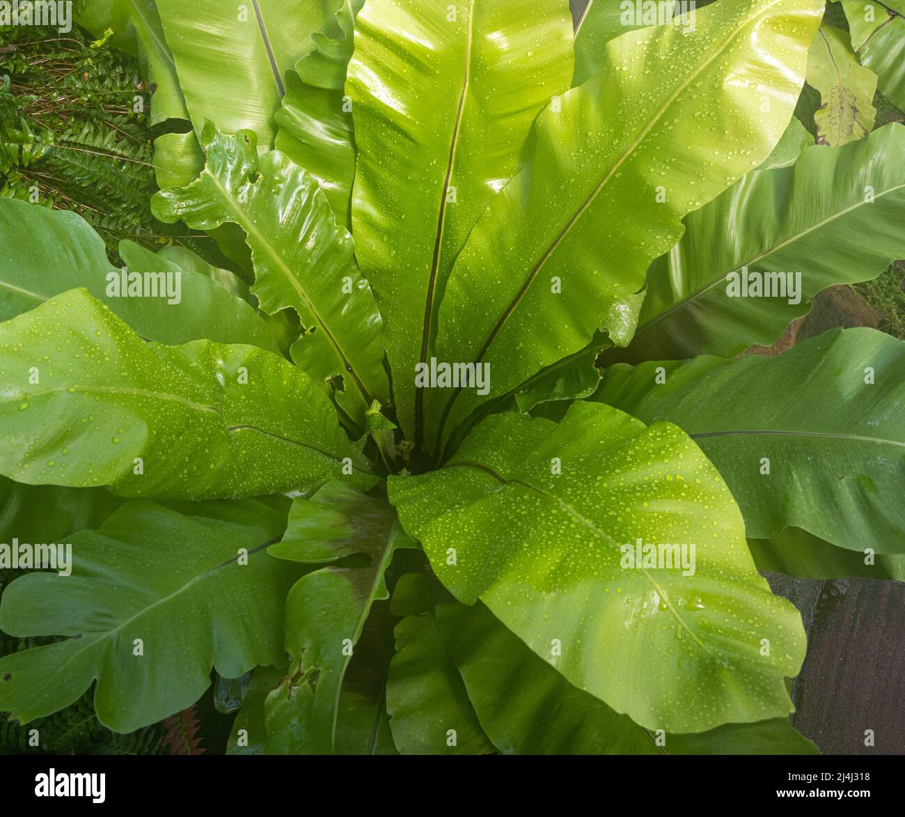 Bird nest fern (Asplenium Nidus). Botanical garden KIT Karlsruhe ...