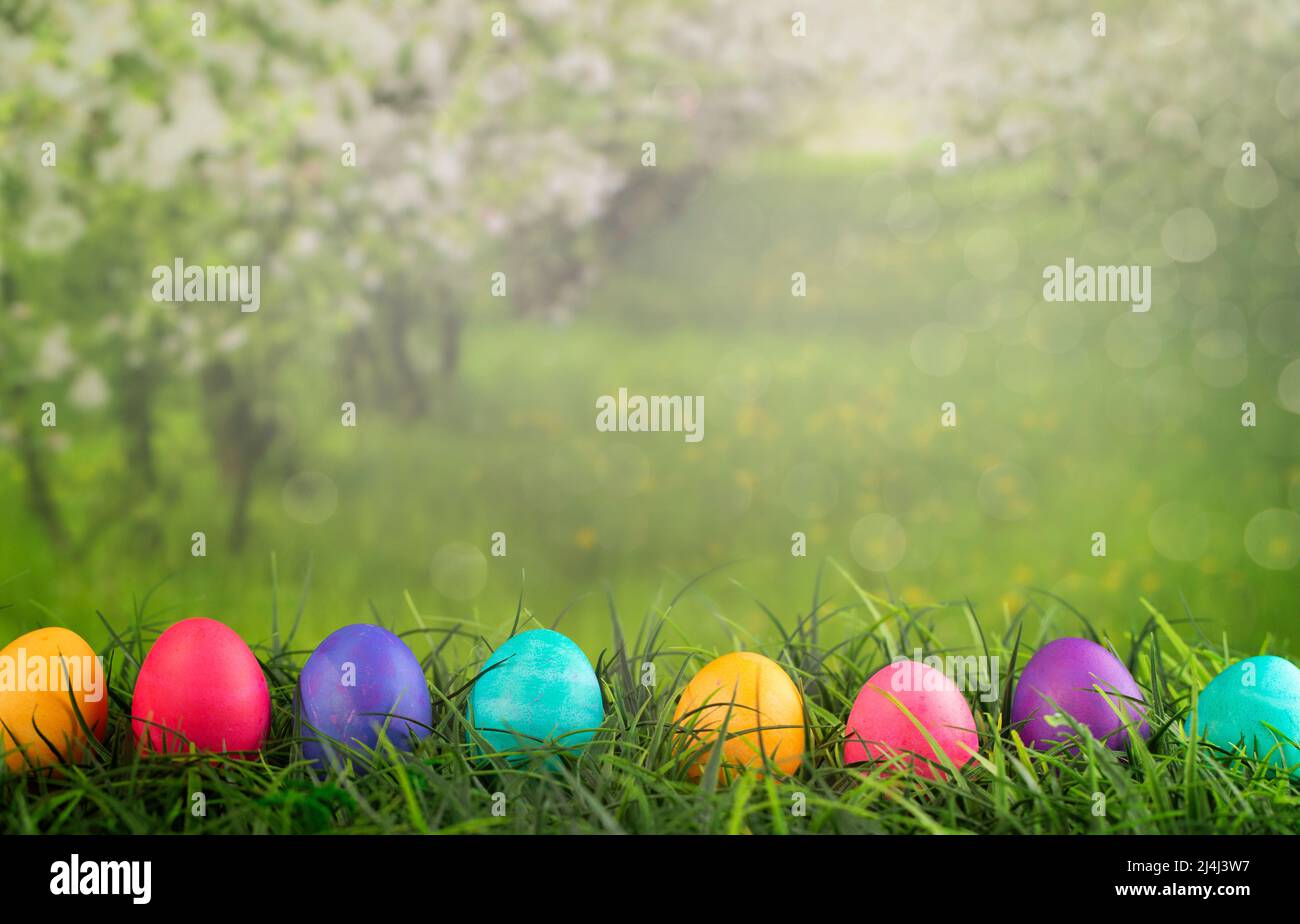 Easter show flowers hi-res stock photography and images - Alamy