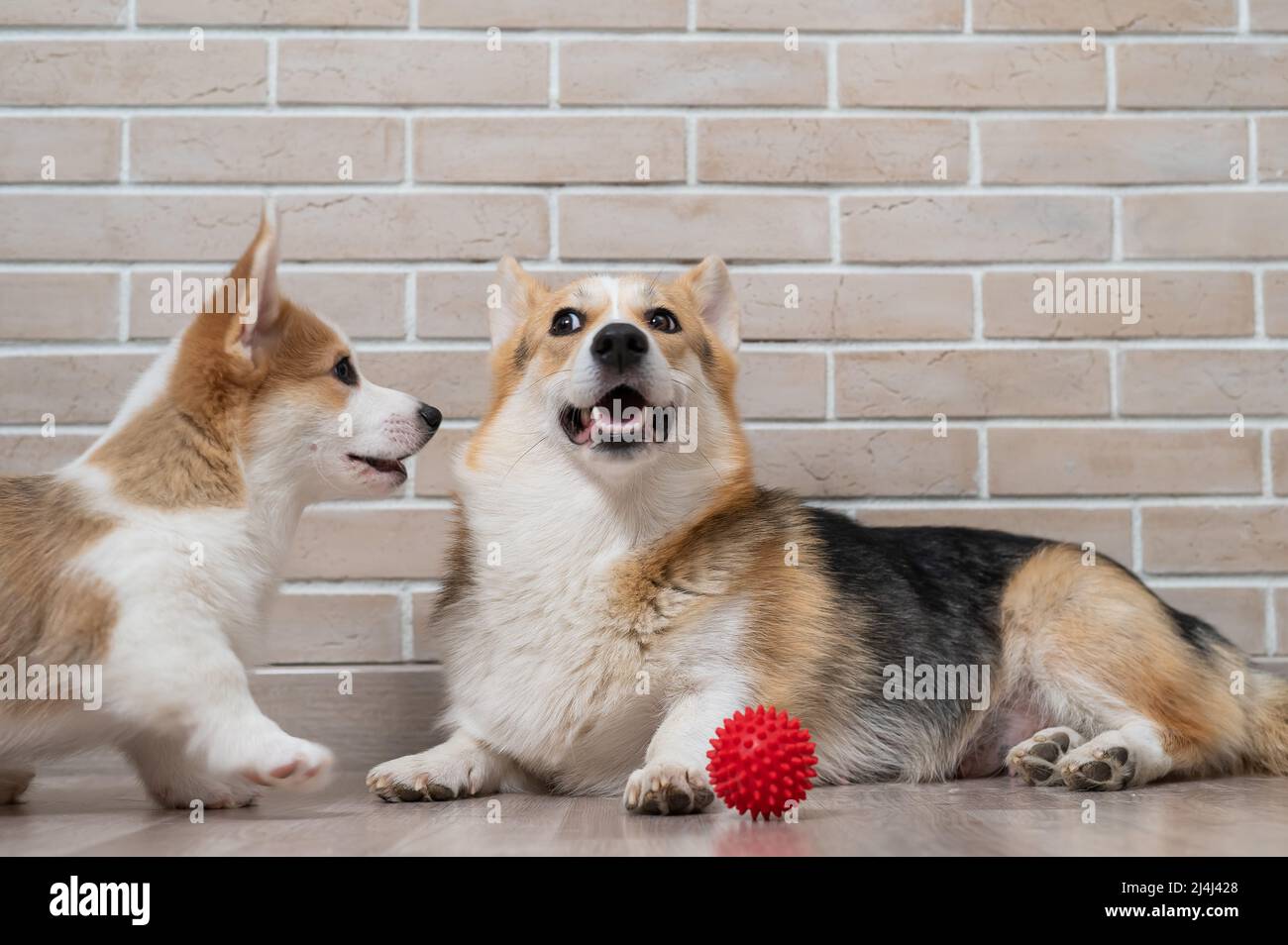Pembroke Corgi puppy and his mother playing with a red ball Stock Photo ...